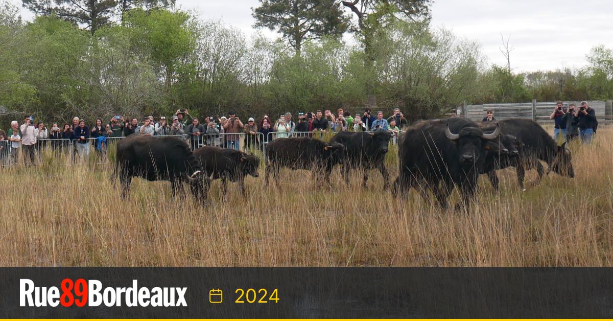 Des buffles lâchés pour "réensauvager" une réserve du Médoc - Rue89Bordeaux